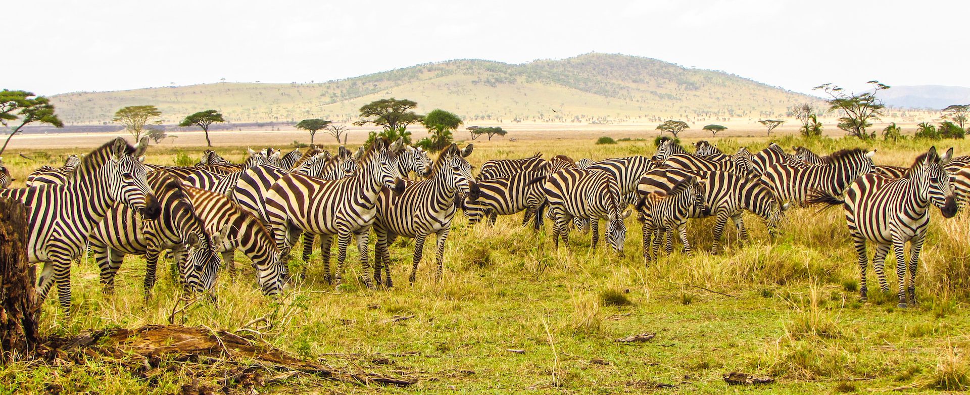 4 Days Serengeti & Ngorongoro Crater Safari Guide