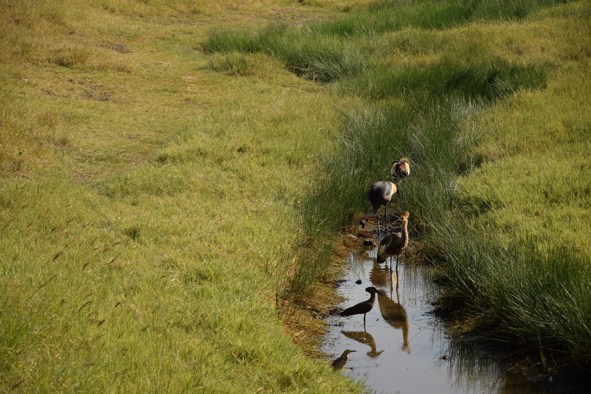 Grumeti Game Reserve Migration & Wildlife Guide