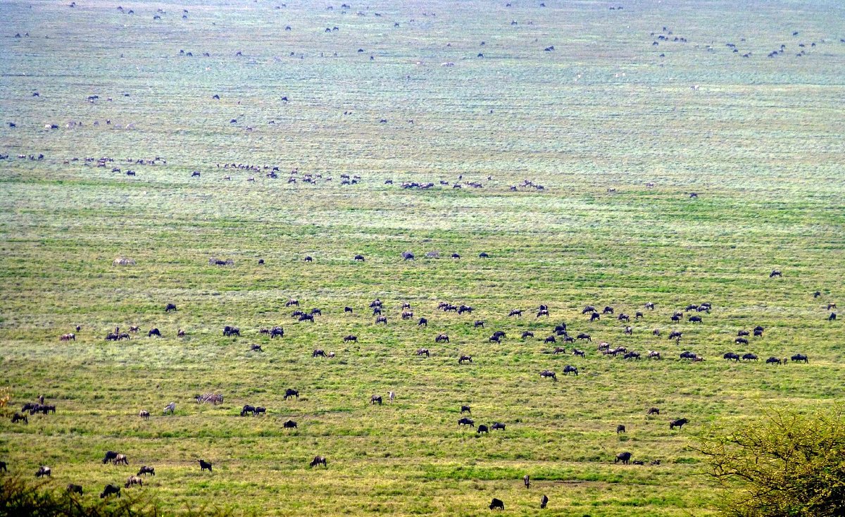 Naabi Hills Serengeti National Park Guide